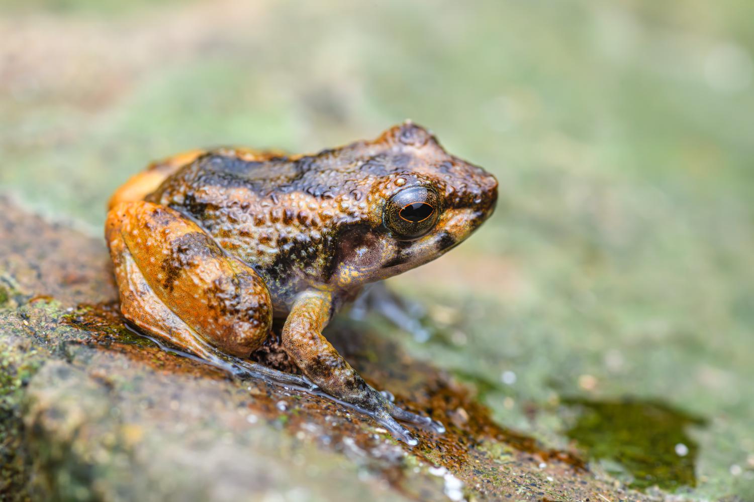 Tenasserim frog (Ingerana tenasserimensis)
