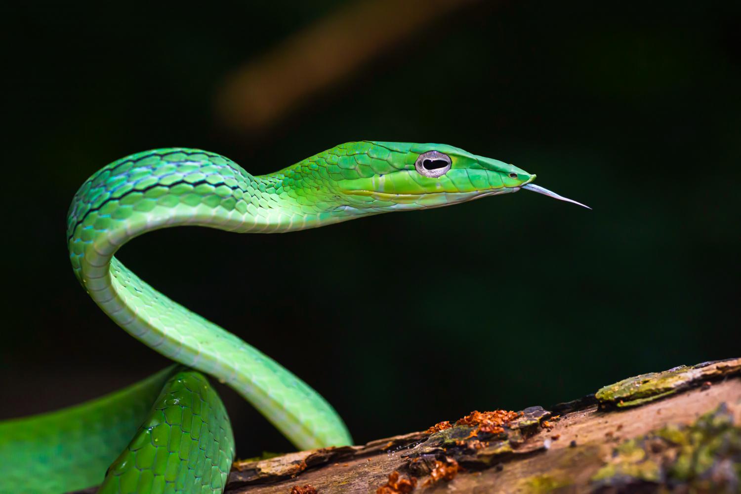 Vine Snake