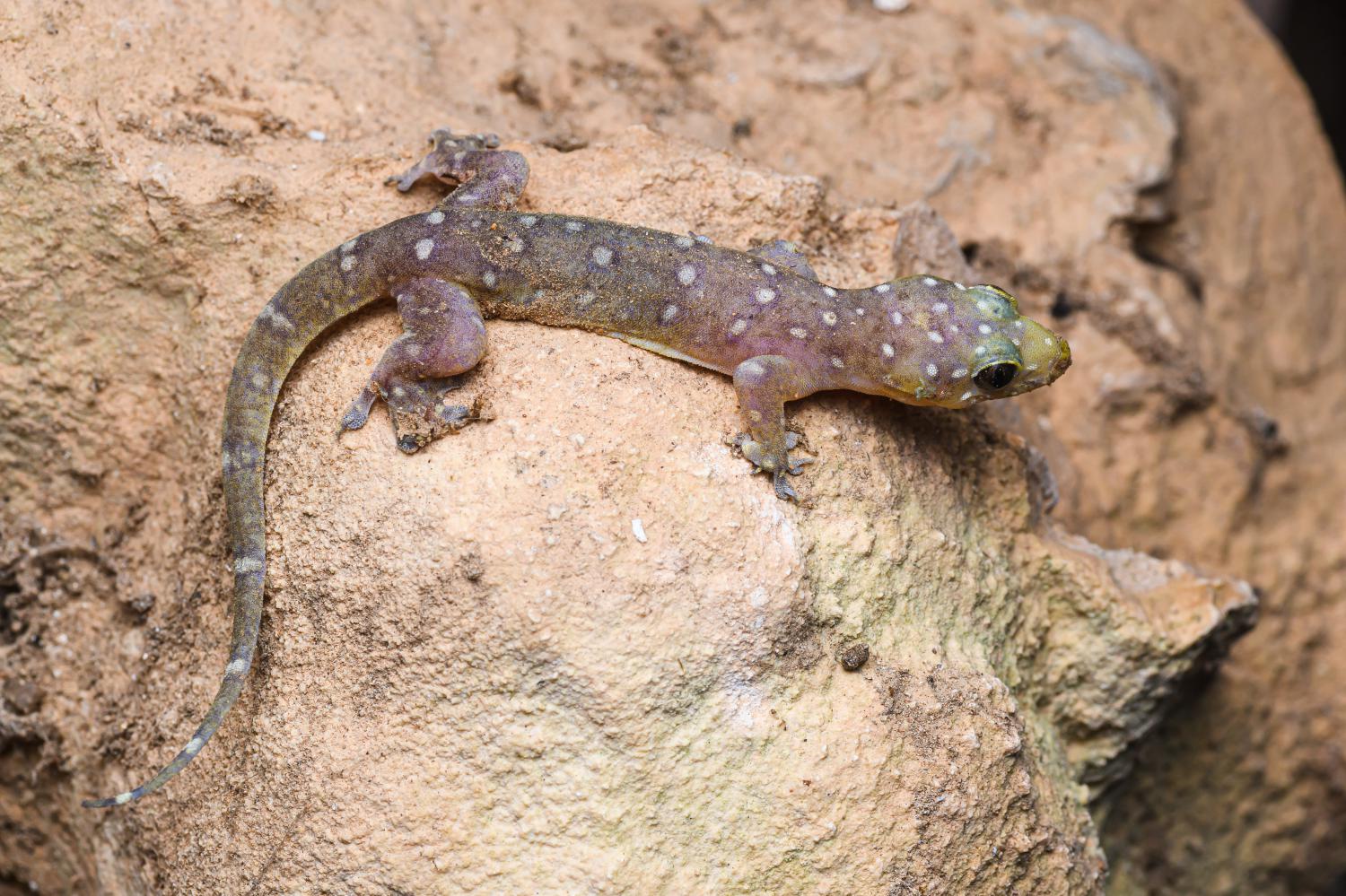 Narrow-tailed four-clawed gecko (Gehyra angusticaudata)