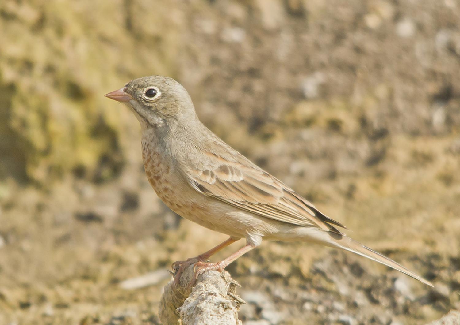 Grey-necked bunting (Emberiza buchanani)