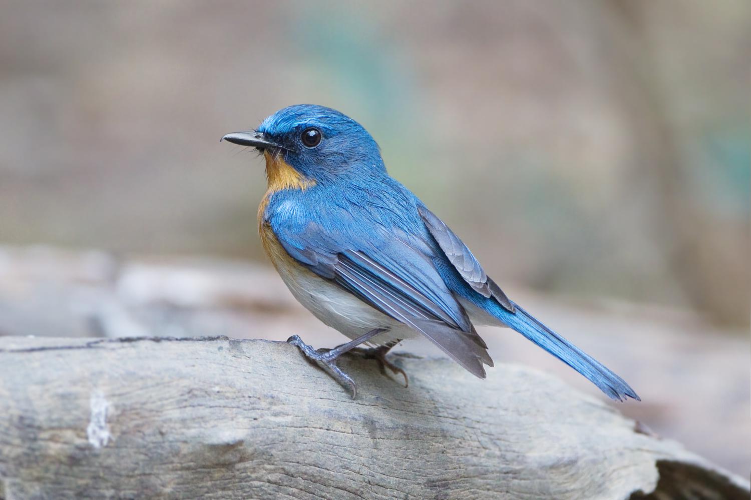 Indochinese blue flycatcher (Cyornis sumatrensis)