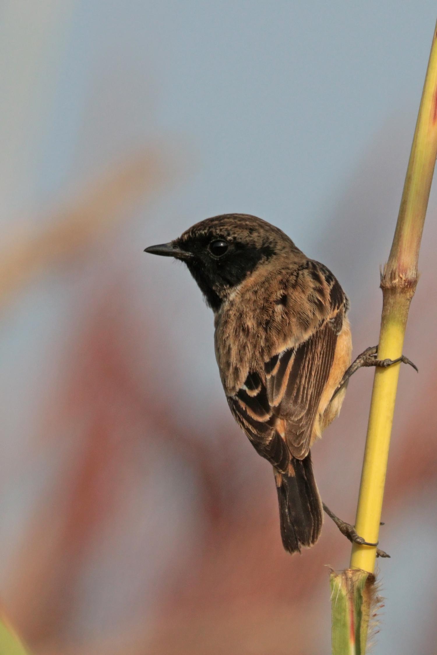 Eastern stonechat (Saxicola maurus)