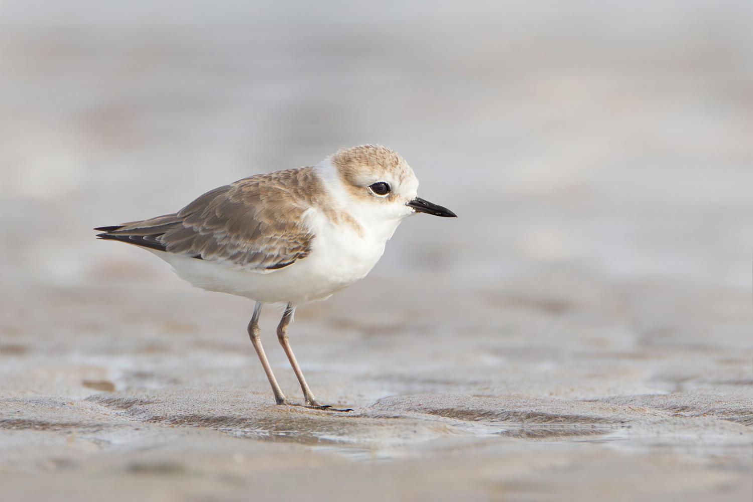Swinhoe's plover (Charadrius dealbatus)