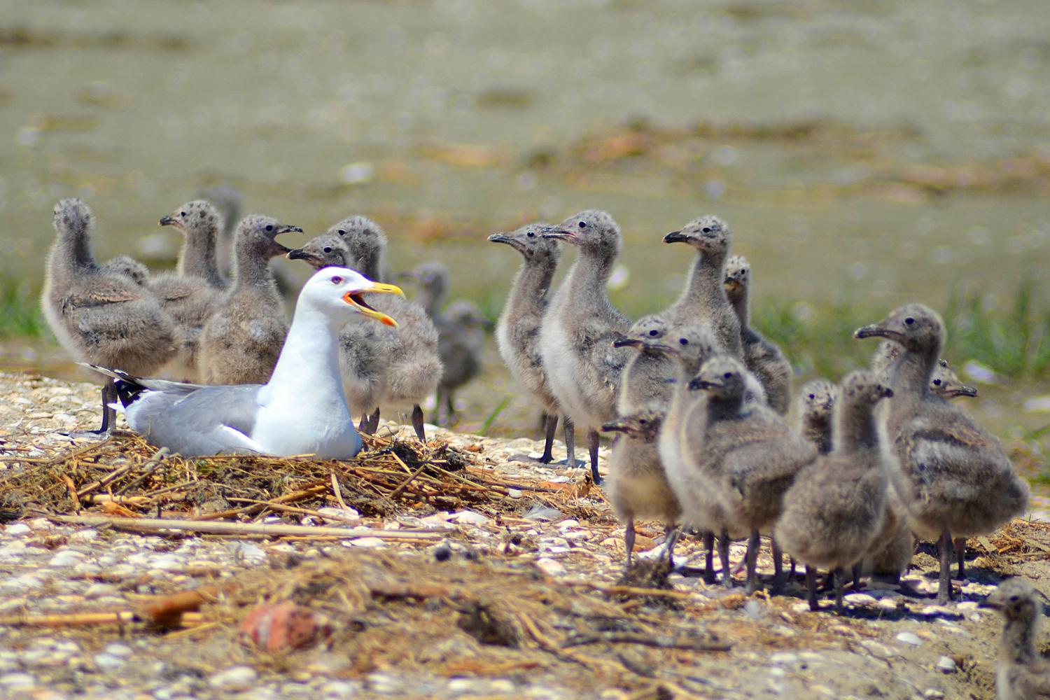 Steppe gull (Larus barabensis)