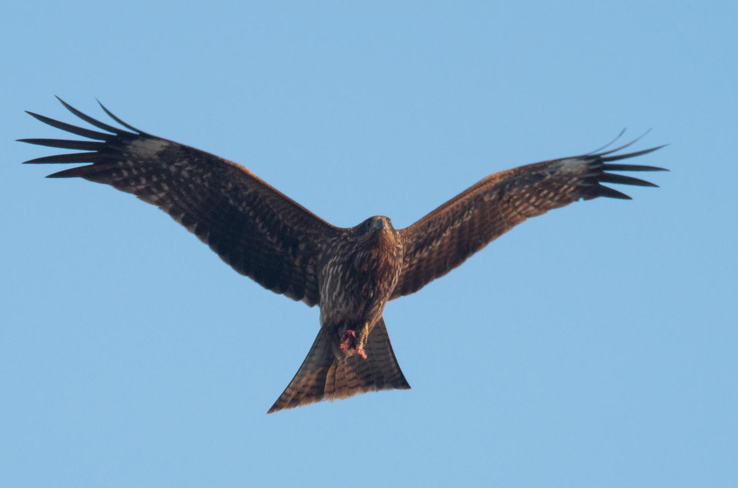 Black-eared kite (Milvus lineatus)