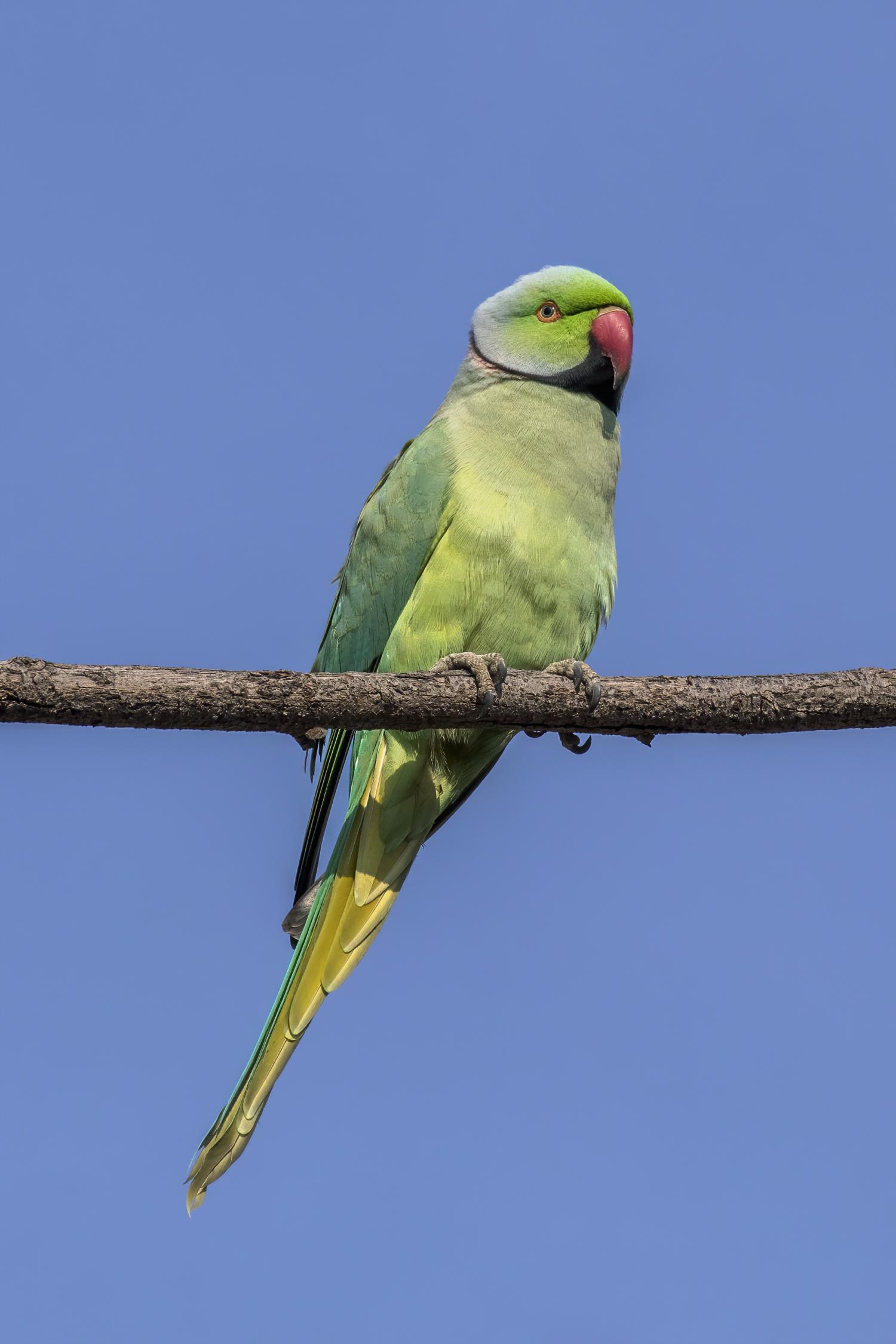 Rose-ringed parakeet (Psittacula krameri)