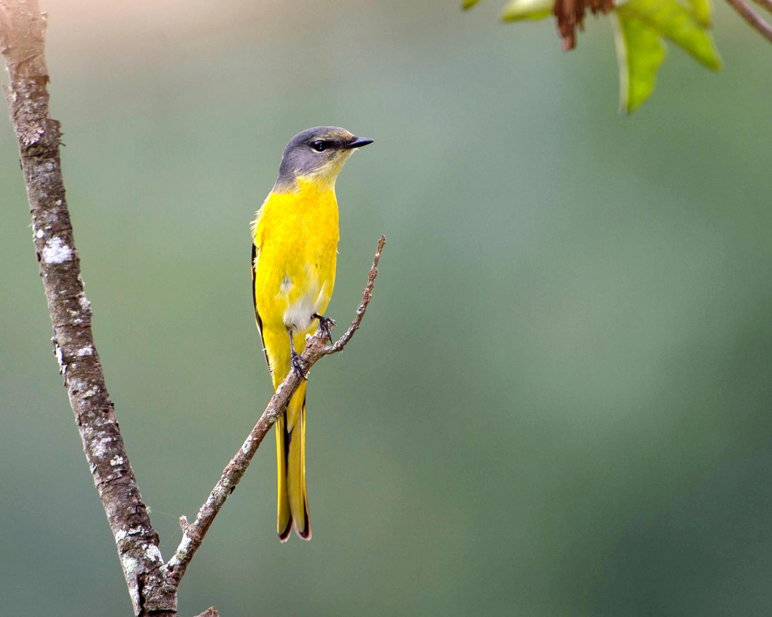 Grey-throated minivet (Pericrocotus montanus)