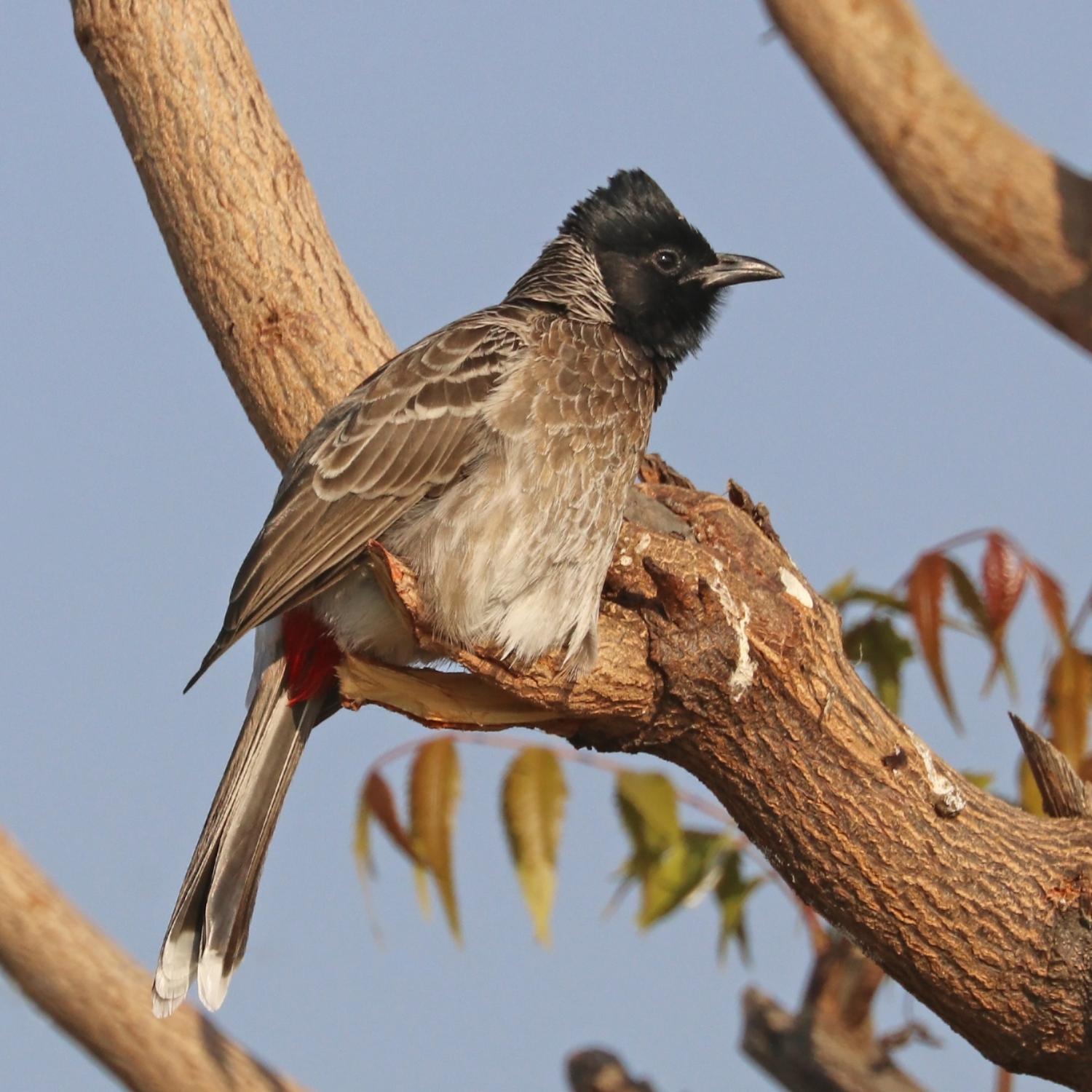 Red-vented bulbul (Pycnonotus cafer)