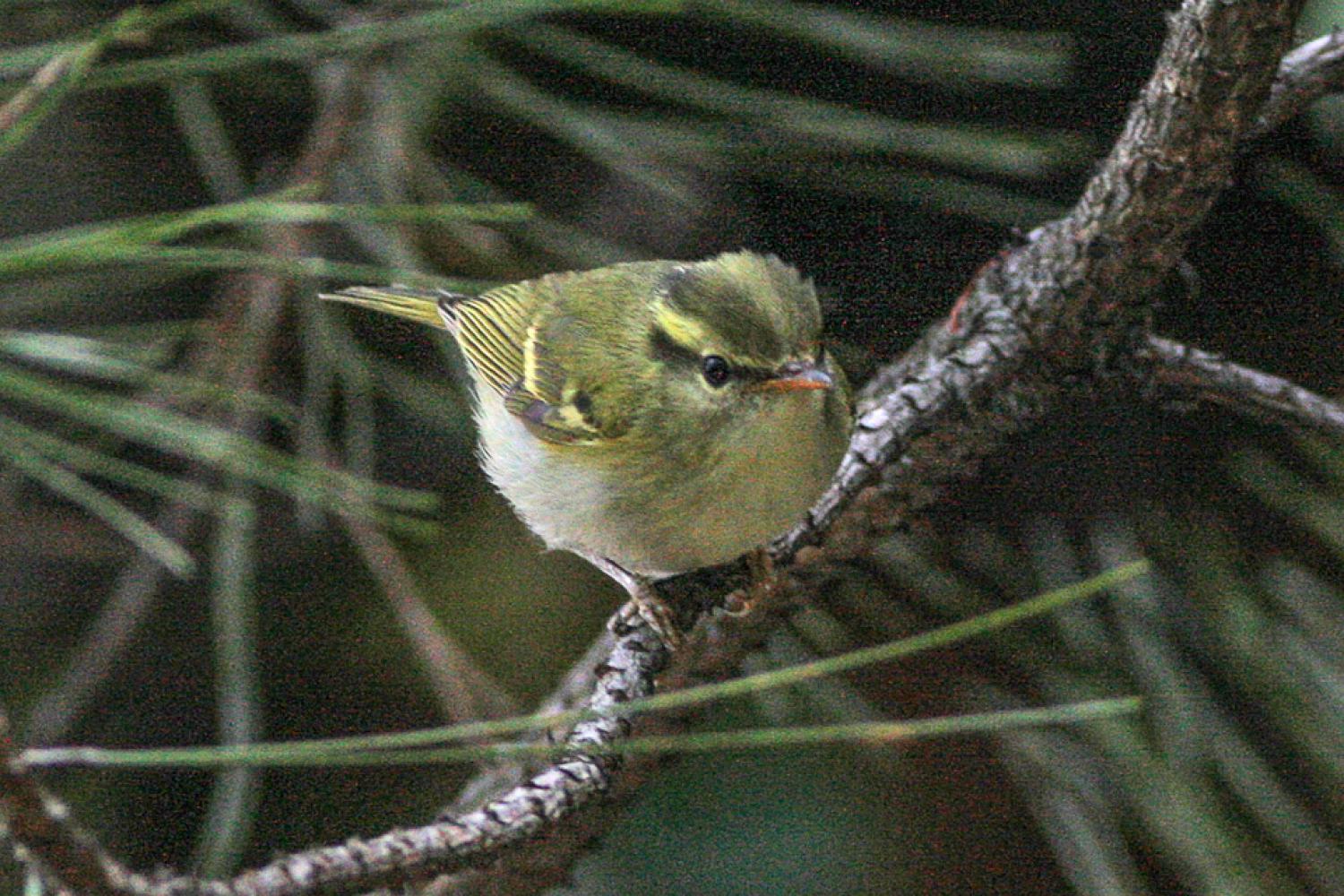 Kloss's leaf warbler (Phylloscopus ogilviegranti)