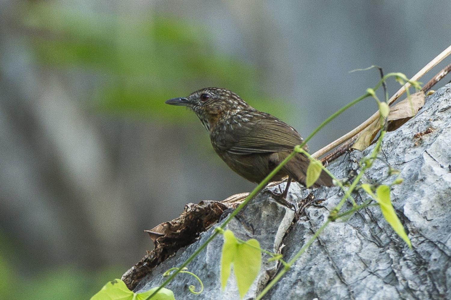 Rufous limestone babbler (Gypsophila calcicola)