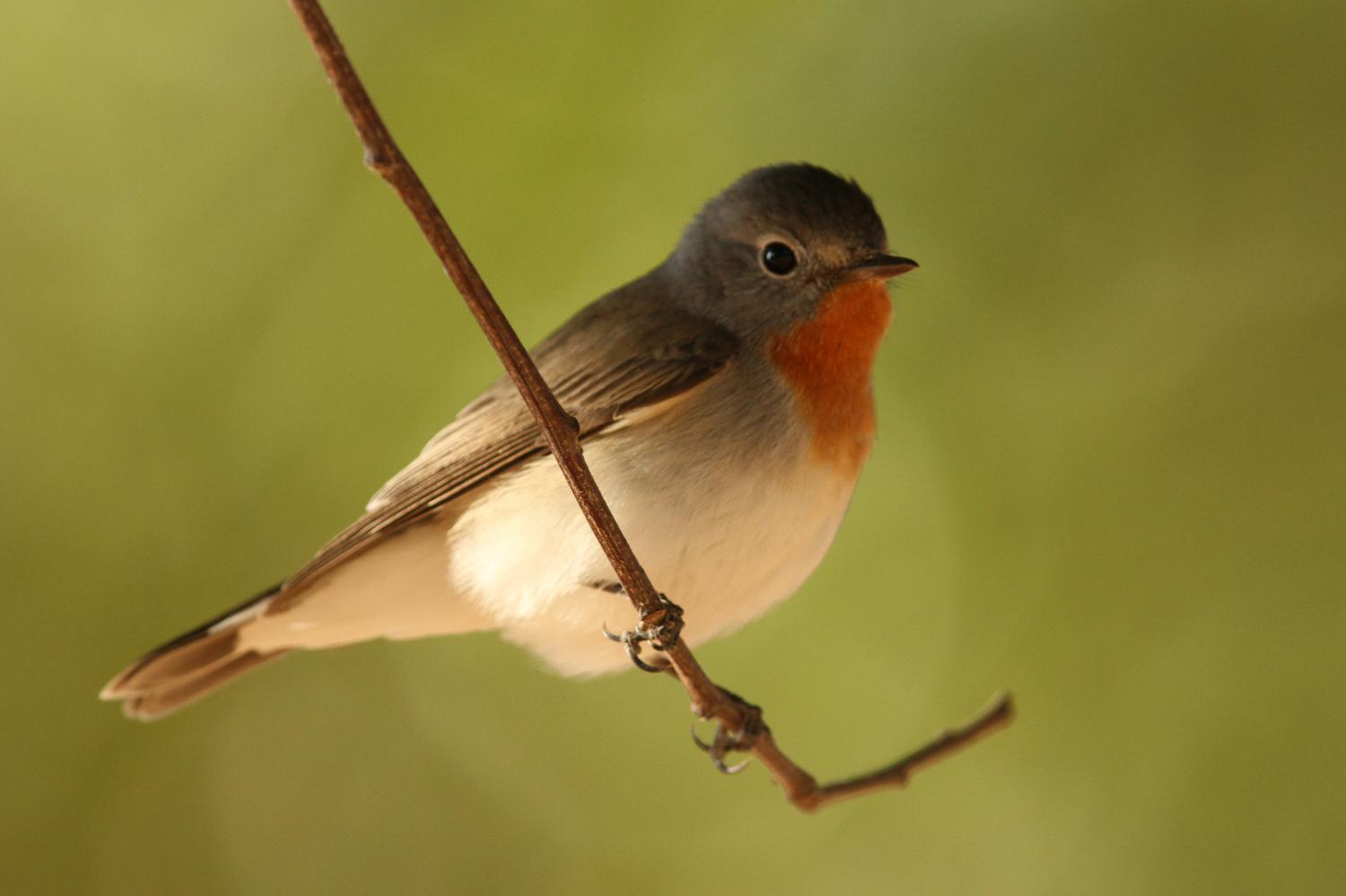 Red-breasted flycatcher (Ficedula parva)