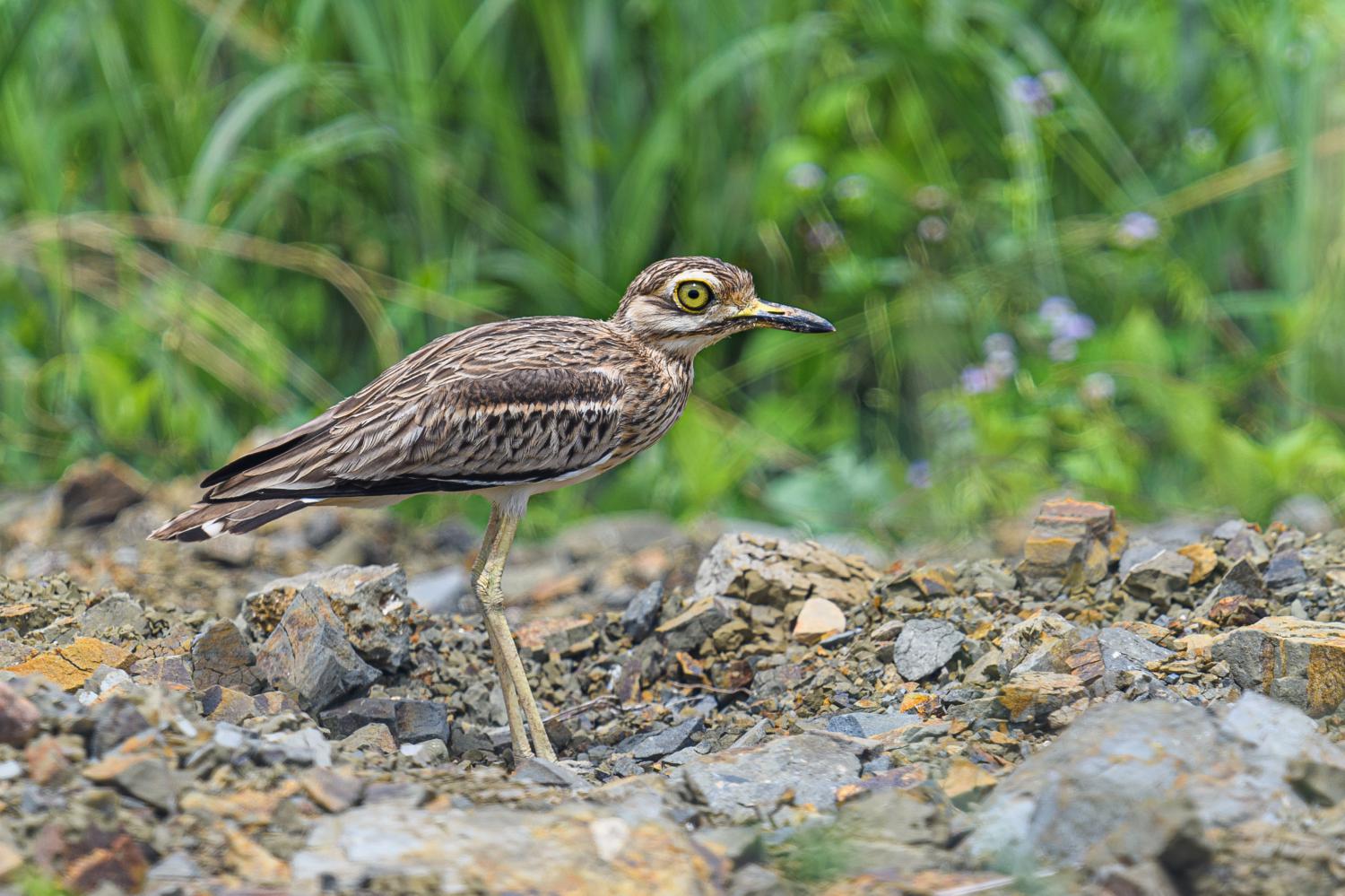 Indian thick-knee (Burhinus indicus)