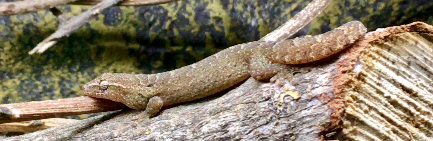 Mourning gecko (Lepidodactylus lugubris)