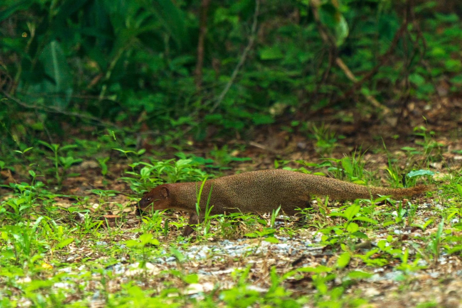 Small Asian mongoose (Herpestes javanicus)