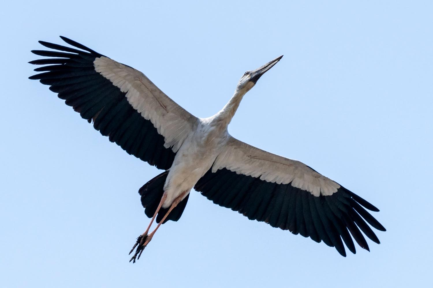 Asian openbill (Anastomus oscitans)