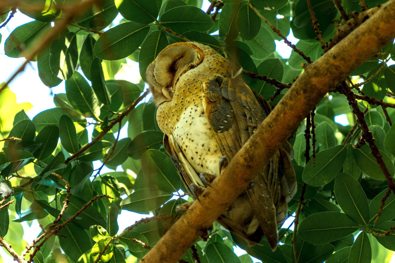 Eastern barn owl (Tyto javanica)