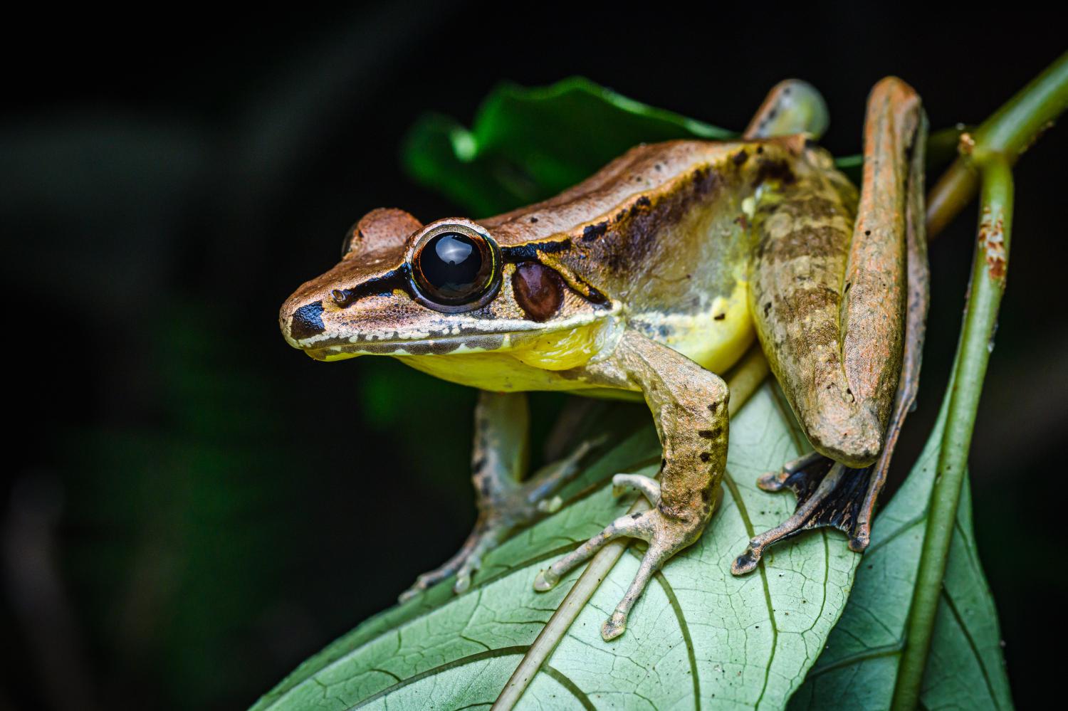 Spotted-snout frog (Wijayarana melasma)