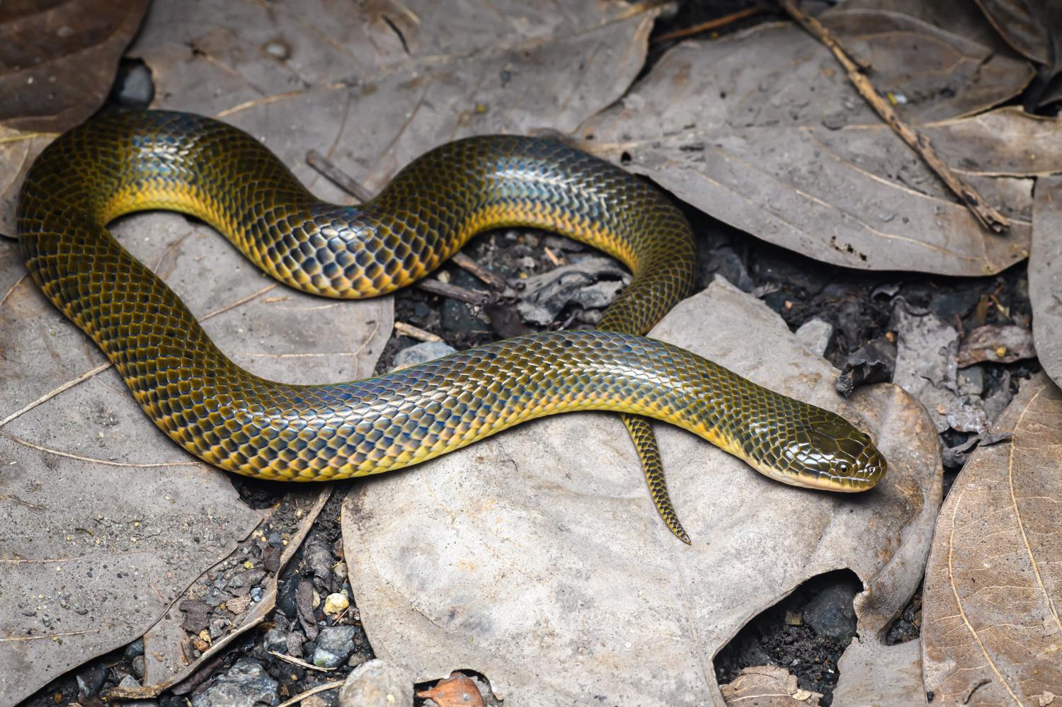 Rice paddy snake (Hypsiscopus plumbea)