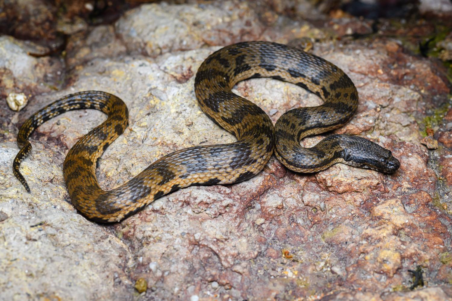 South Asian bockadam (Cerberus rynchops)
