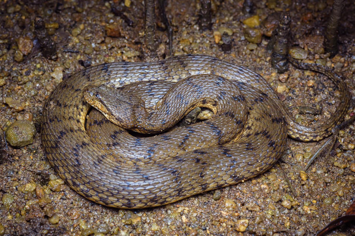 Southeast Asian bockadam (Cerberus schneiderii)