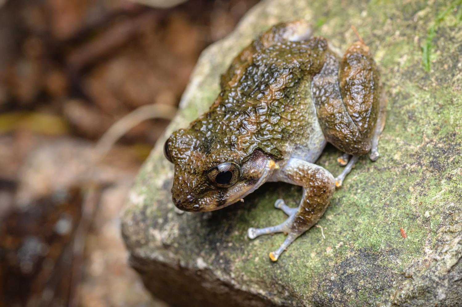 Tasan dwarf mountain frog (Alcalus tasanae)