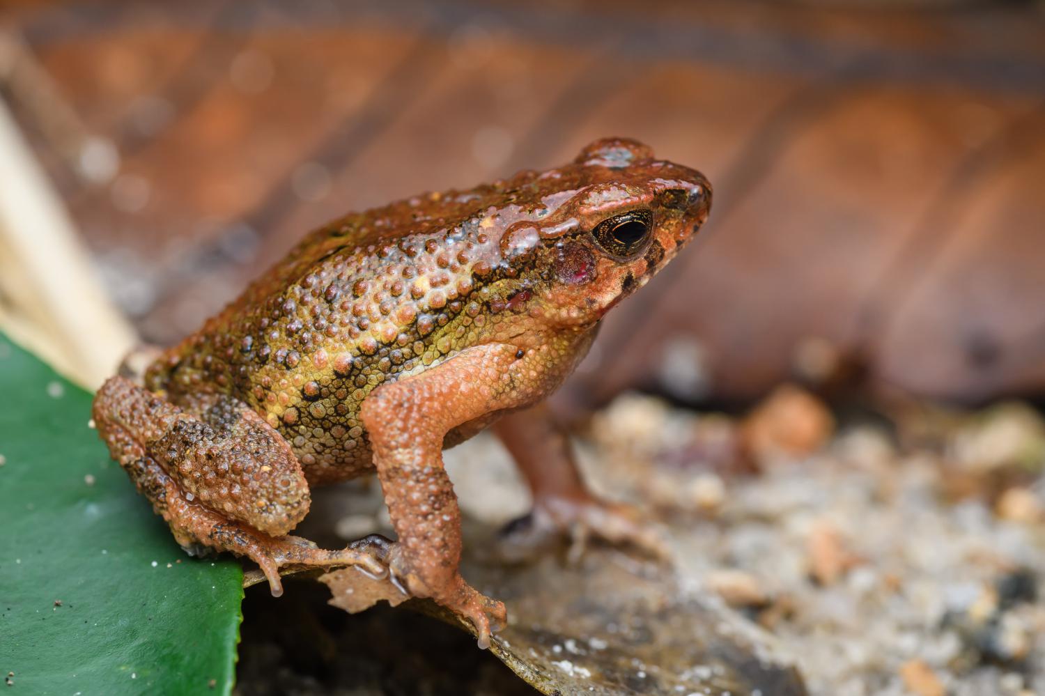 Lesser toad (Ingerophrynus parvus)