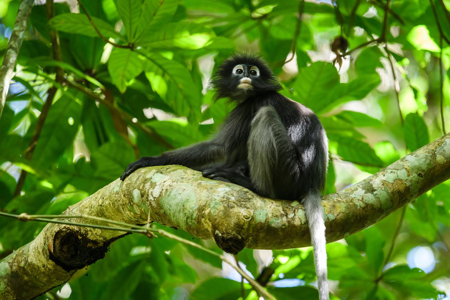 Reprodution Dusky Leaf Monkey Dusky Leaf Monkey (Trachypithecus