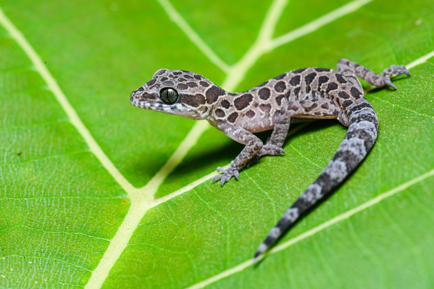 Kanchanaburi spotted bent-toed gecko (Cyrtodactylus monilatus)