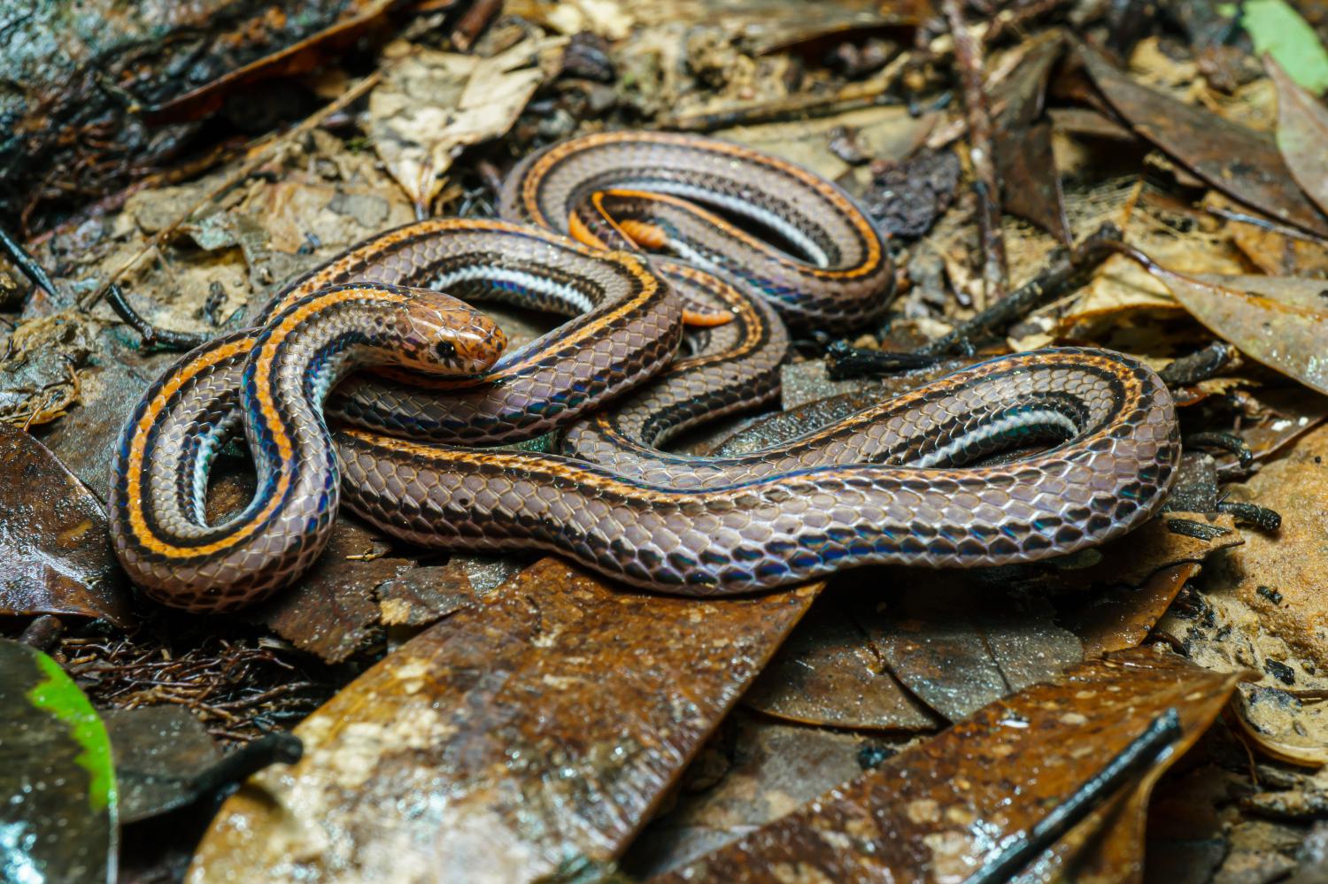 Malaysian banded coral snake (Calliophis intestinalis)