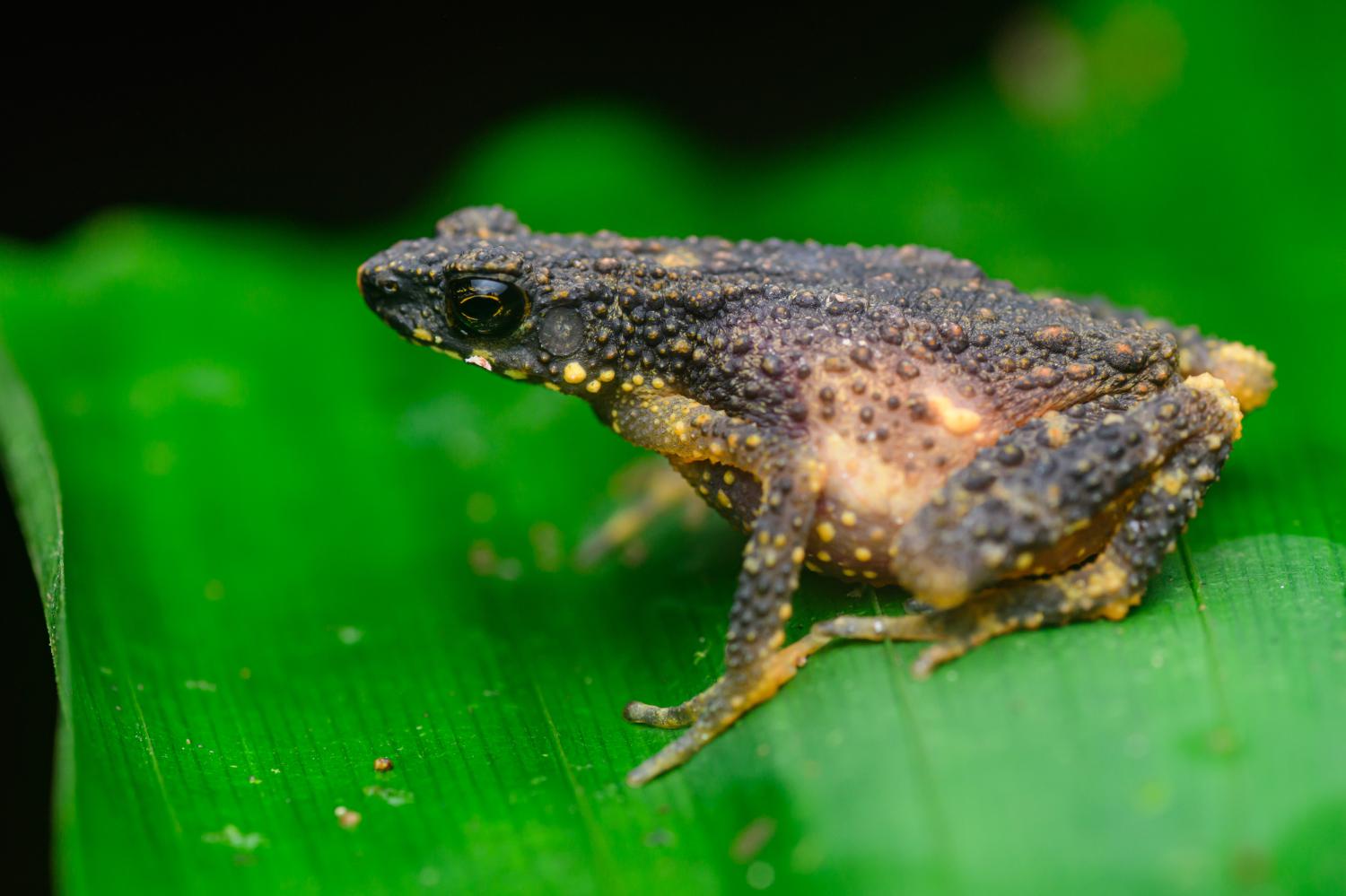 Malayan stream toad (Ansonia malayana)