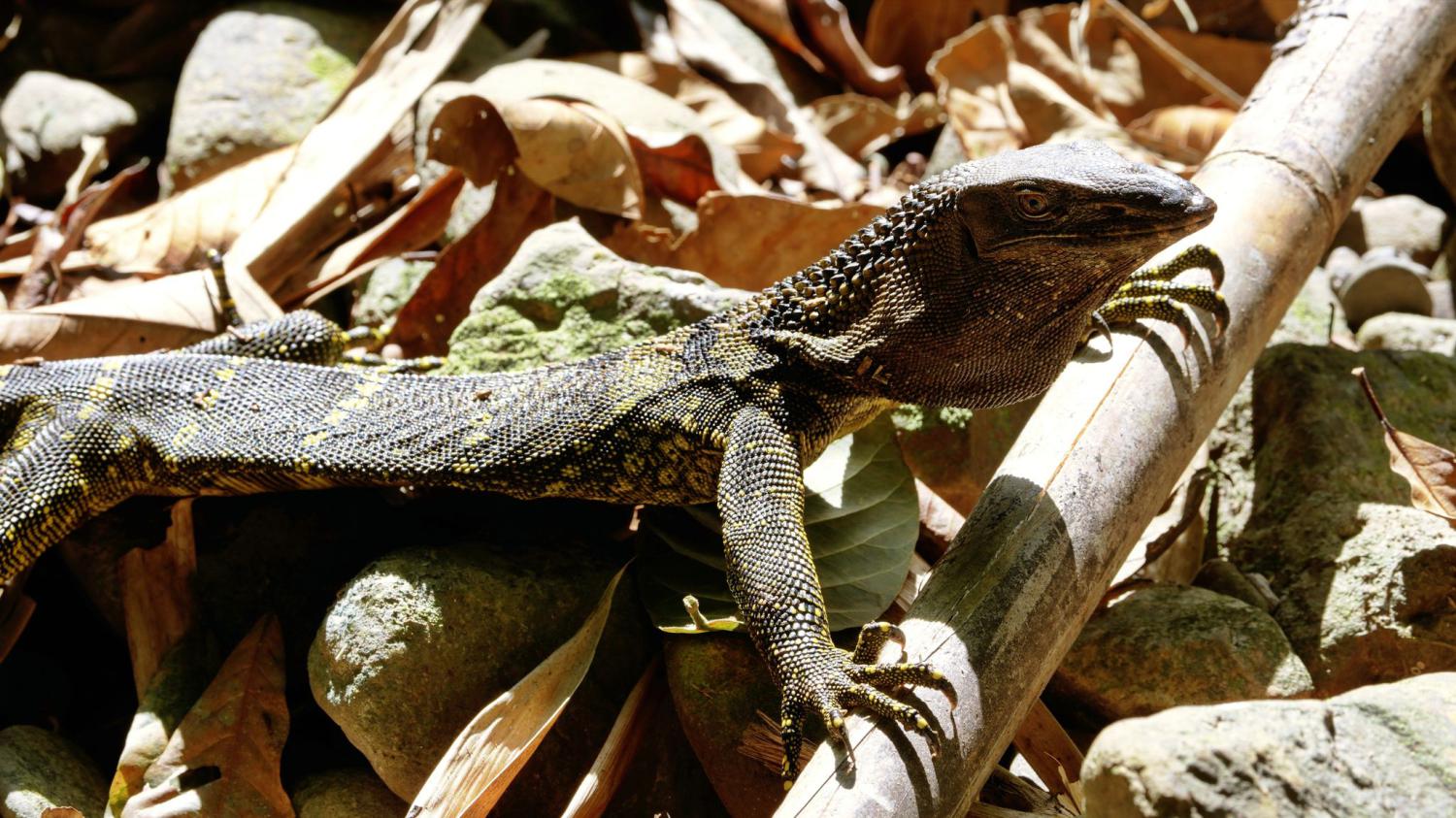 Roughneck monitor (Varanus rudicollis)