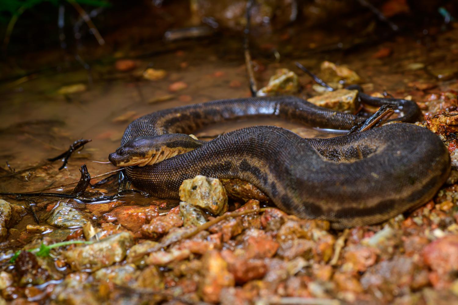Elephant Trunk Sea Snake