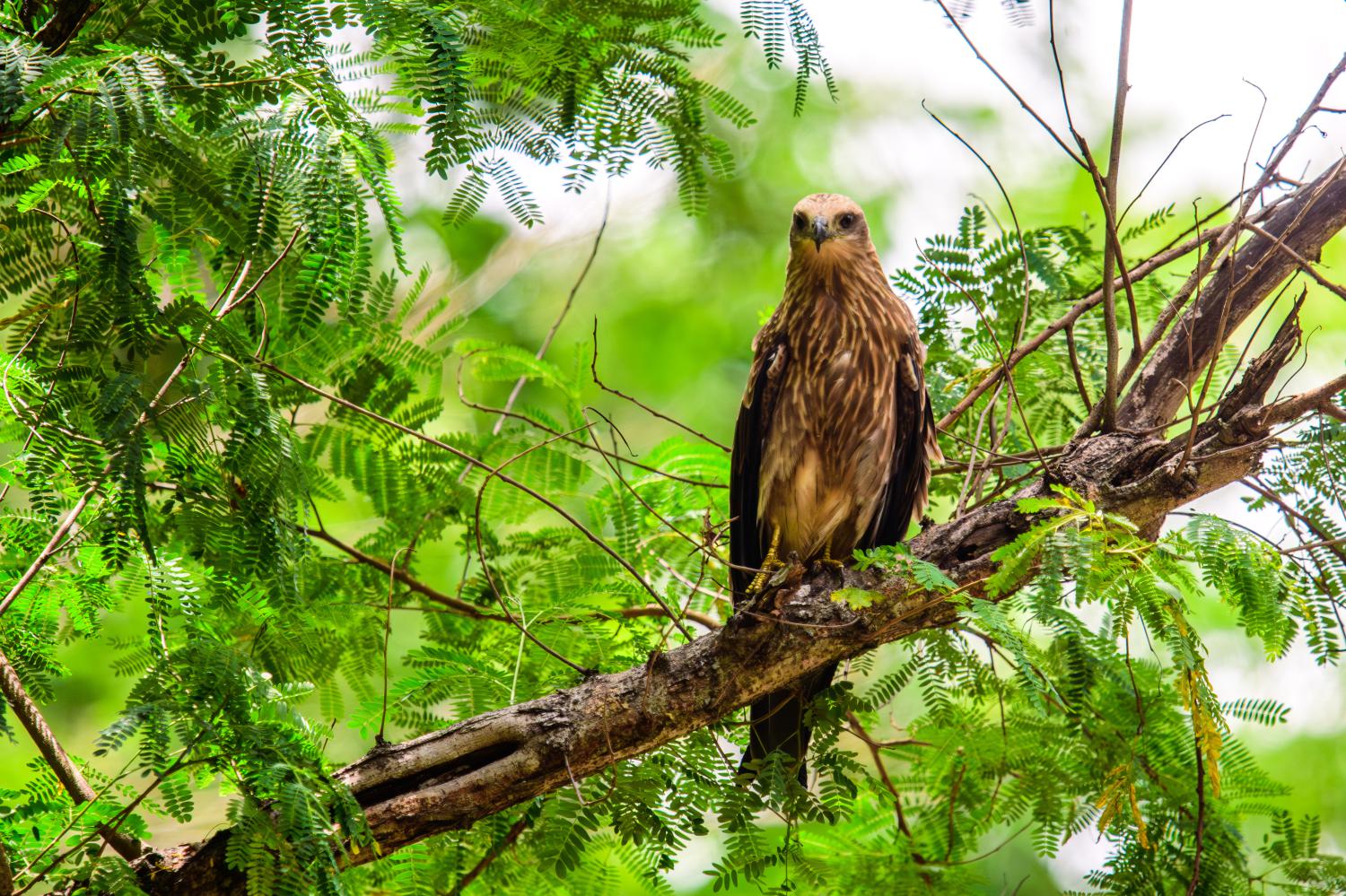 Brahminy kite (Haliastur indus)