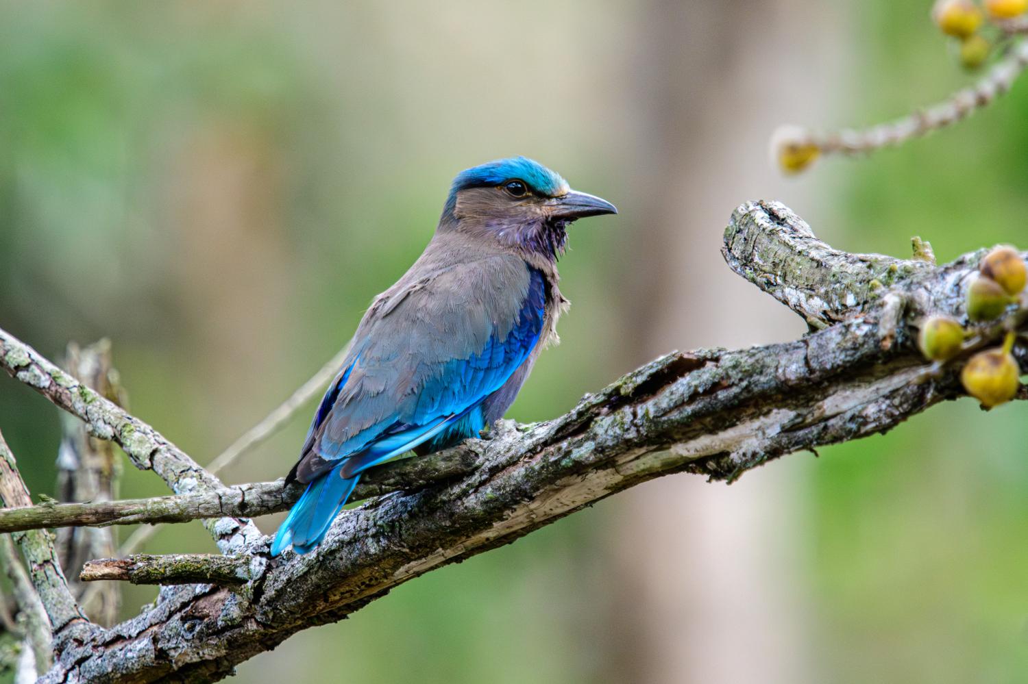 Indochinese roller (Coracias affinis)