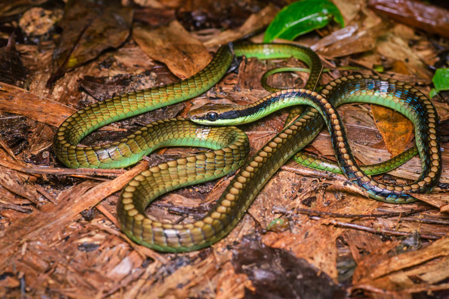 Blue bronzeback (Dendrelaphis cyanochloris)