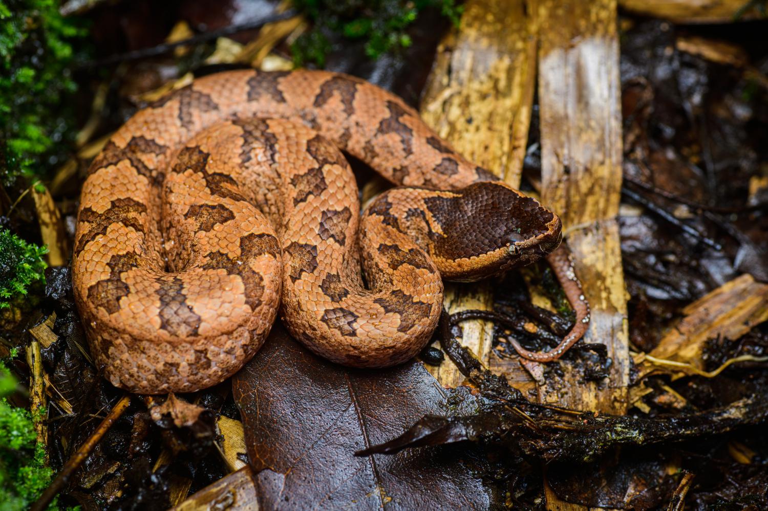 Himalayan mountain pit viper (Ovophis monticola)
