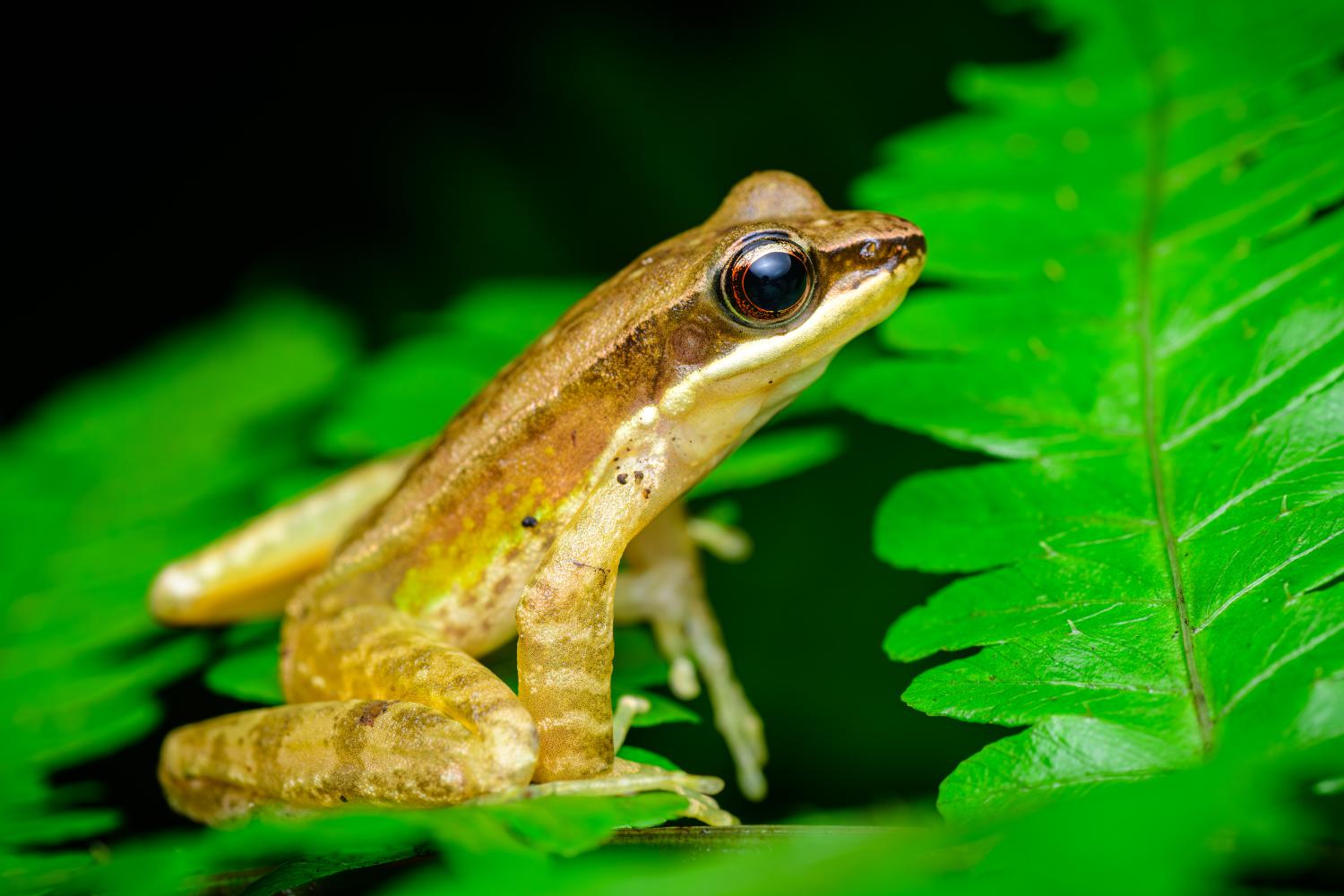 Doi Inthanon torrent frog (Amolops archotaphus)