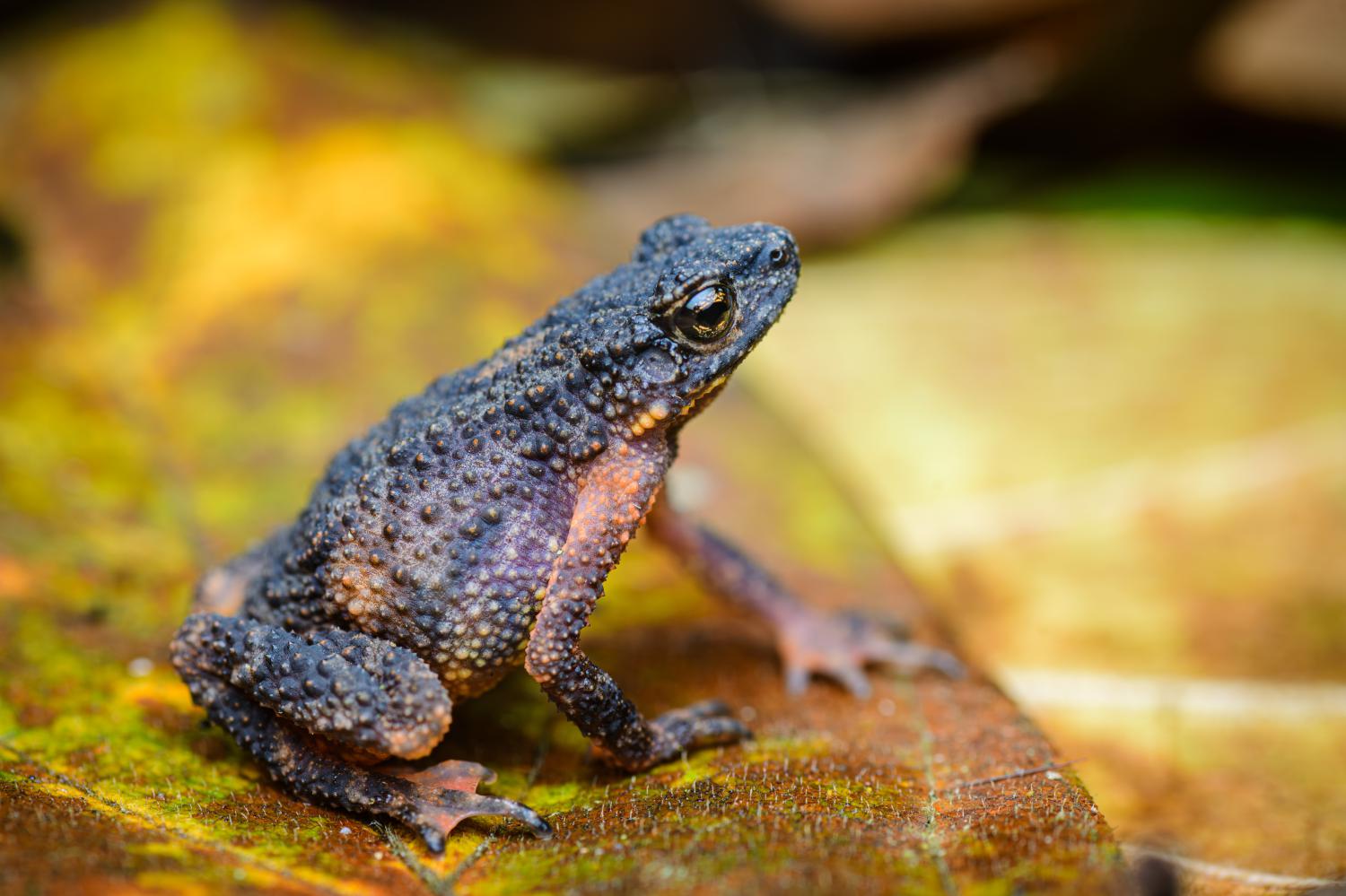 Inthanon stream toad (Ansonia inthanon)