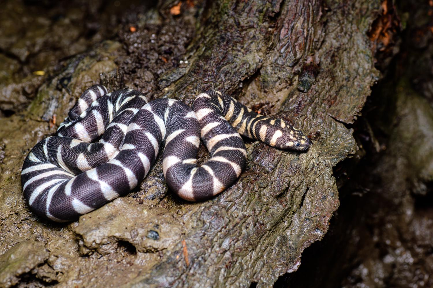 Marine wart snake (Acrochordus granulatus)