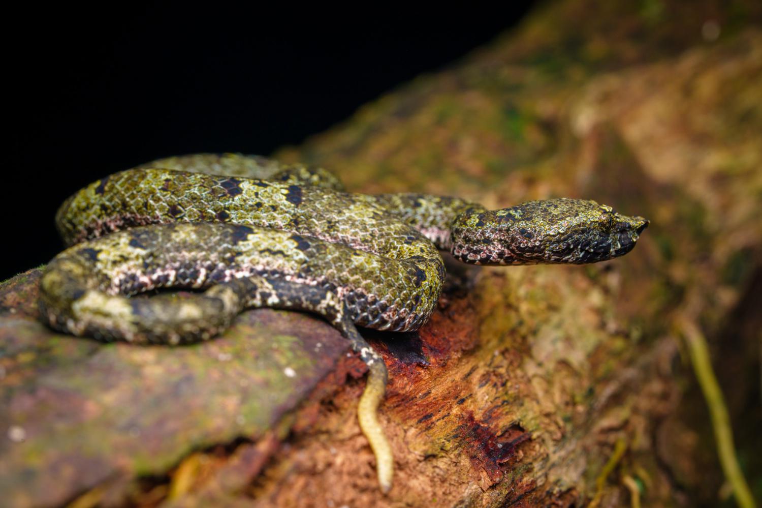 Wirot's pit viper (Craspedocephalus wiroti)