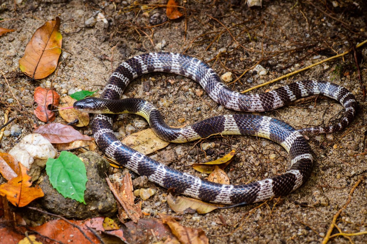 Malayan Krait Highly Venomous, Malayan Krait Or Blue Krait (Bungarus