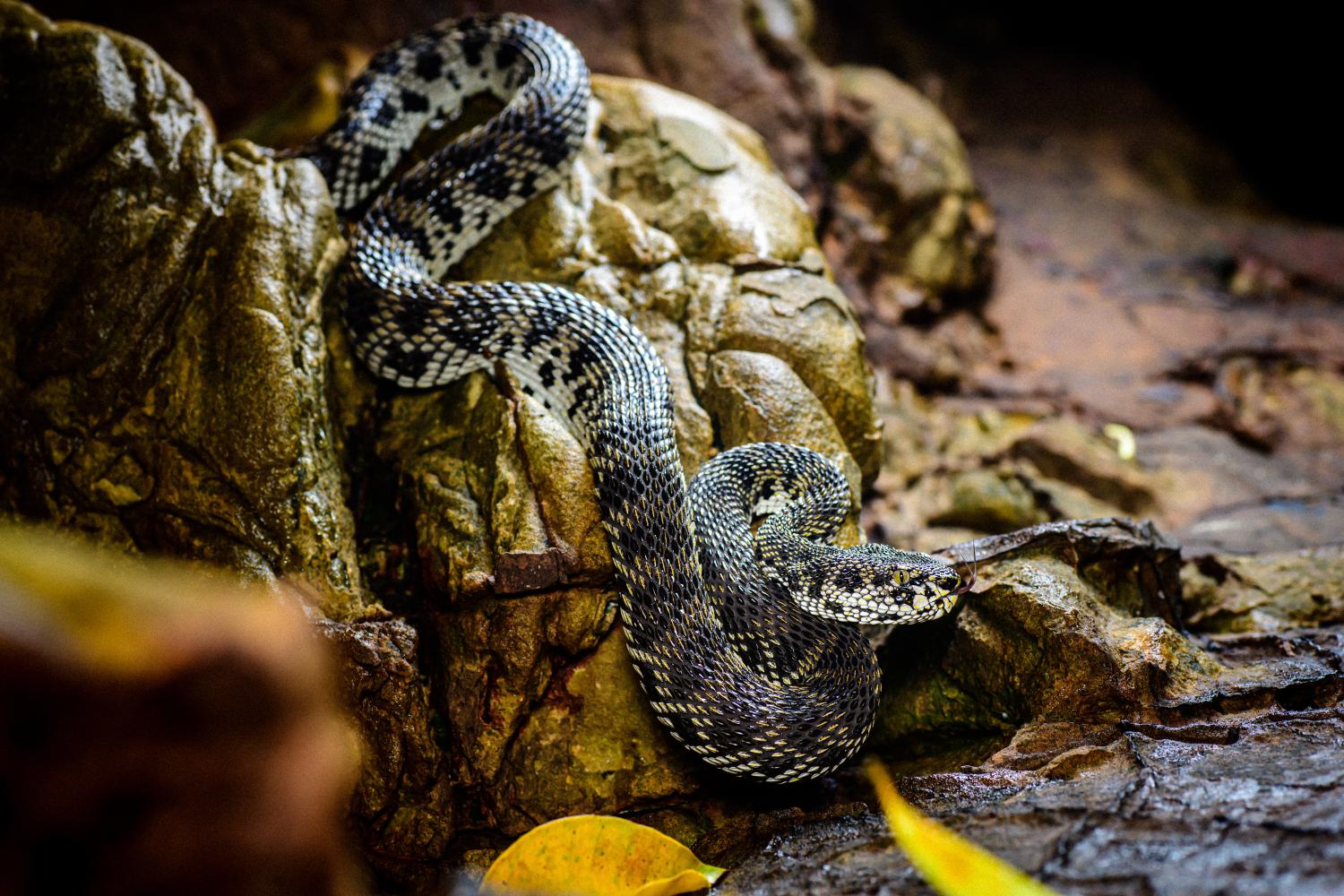 Mangrove pit viper (Trimeresurus purpureomaculatus)