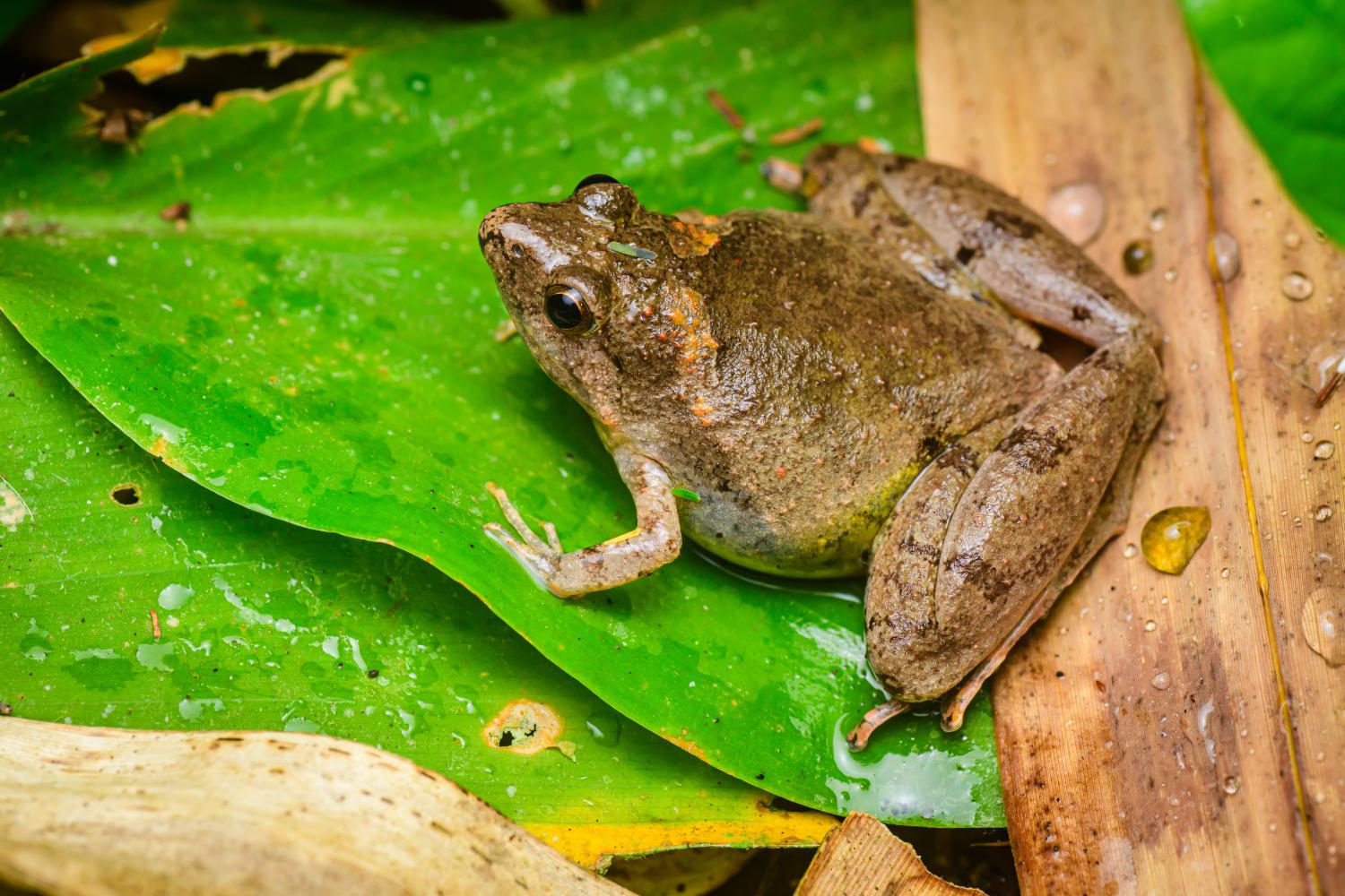 Berdmore's narrow-mouthed frog (Microhyla berdmorei)