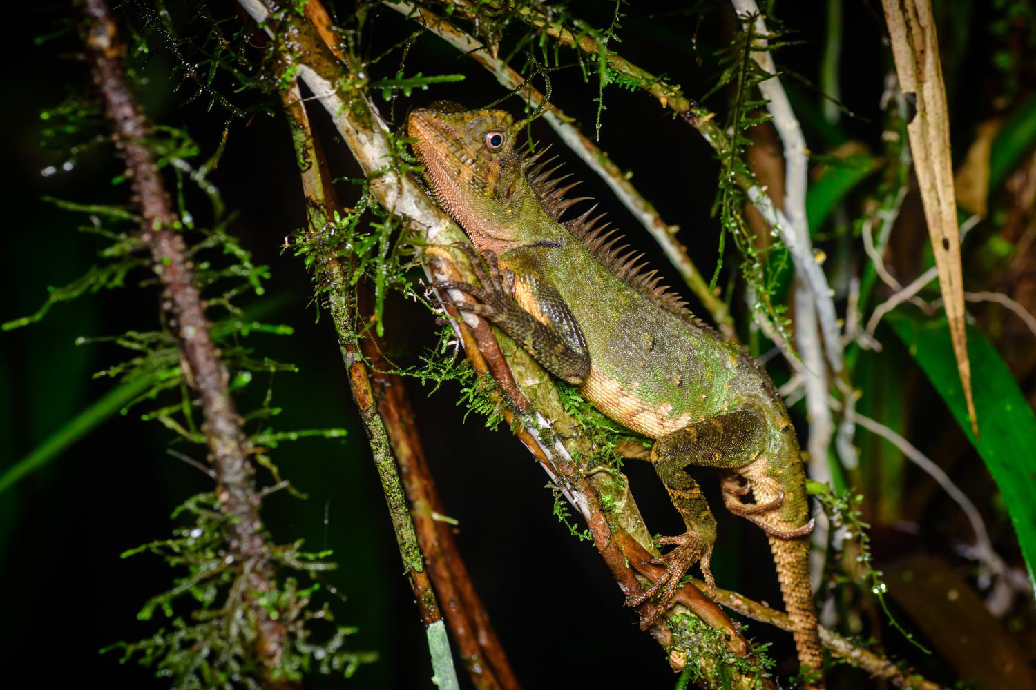 Armored tree dragon (Acanthosaura armata)