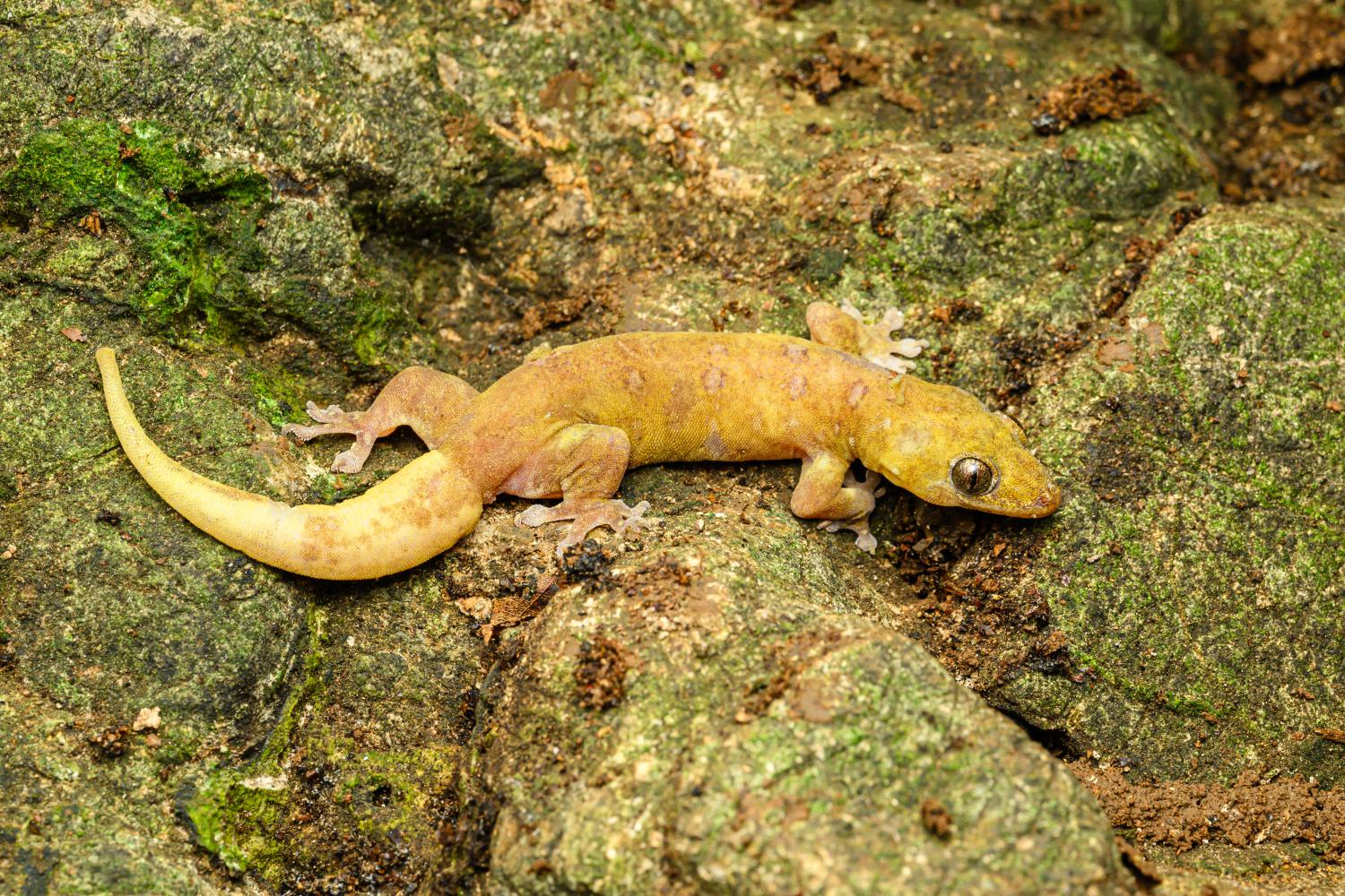 Narrow-tailed four-clawed gecko (Gehyra angusticaudata)