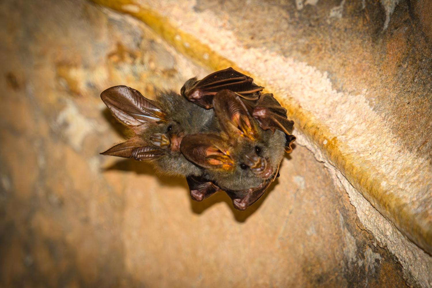 Lesser false vampire bat (Megaderma spasma)