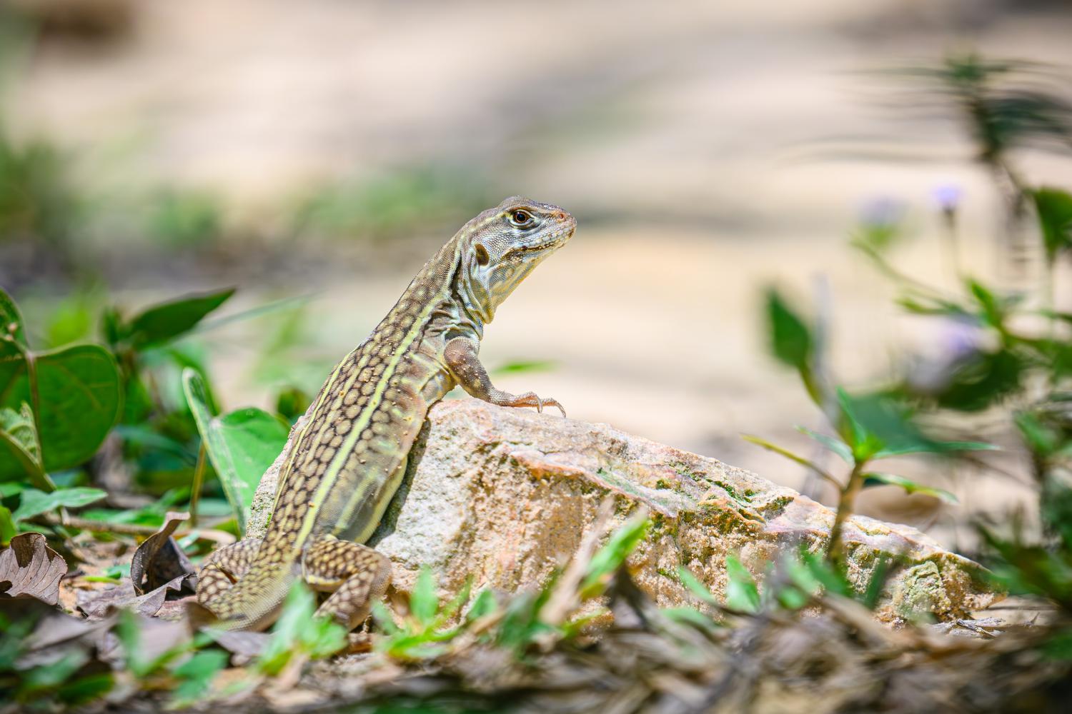 Thai butterfly lizard (Leiolepis triploida)