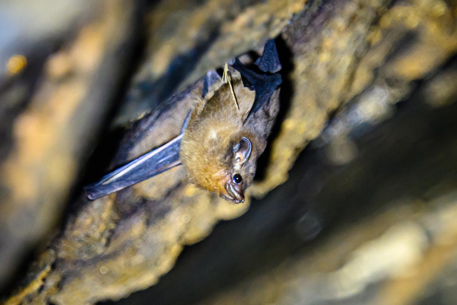 Lesser sheath-tailed bat (Emballonura monticola)