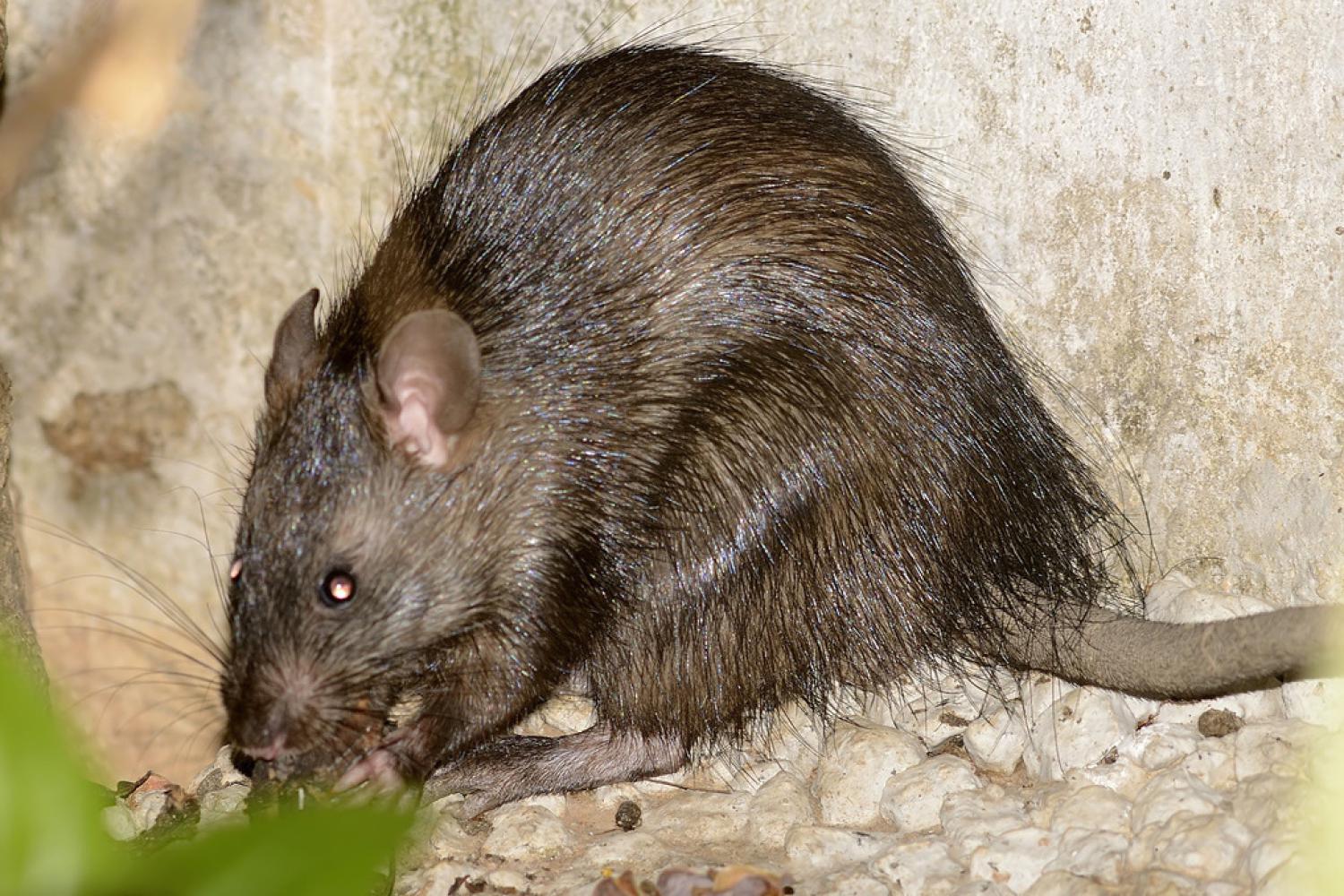 Greater bandicoot rat (Bandicota indica)
