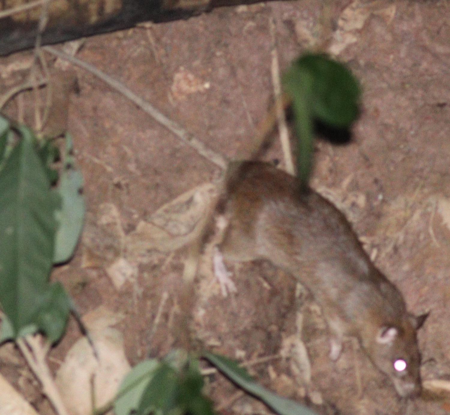 Lesser rice-field rat (Rattus losea)